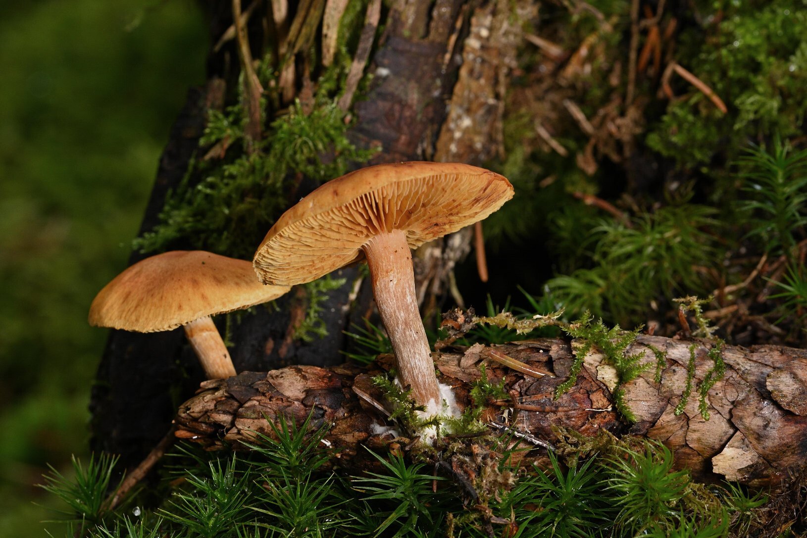 Developing Custom Integrations For Home Assistant Getting Started